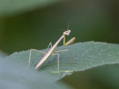カマキリ幼虫 大中小