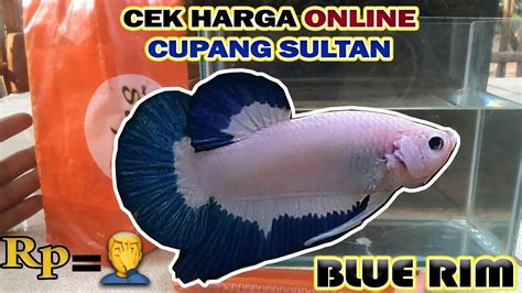 50 Harga Ikan Cupang Termahal Background