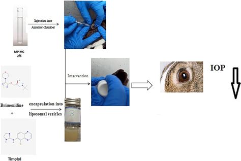 Cationic liposomes as promising vehicles for timolol/brimonidine ...