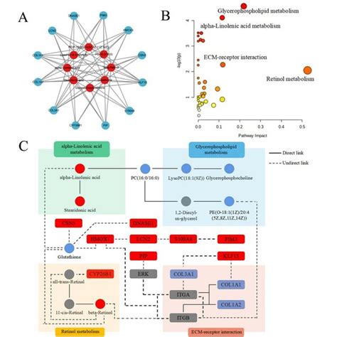 A Gene Metabolite Network Of Hub Degs And Metabolites B The Bubble