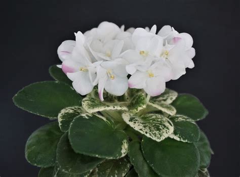 ЕЛ-Мама Леночка (Л. Еременко) - VIOLETVIOL PLANTS COLLECTION