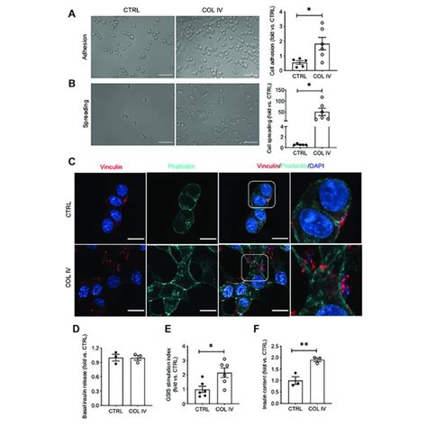 Blocking β1 Integrin Reduces Ins 1 Cell Adhesion Spreading Basal
