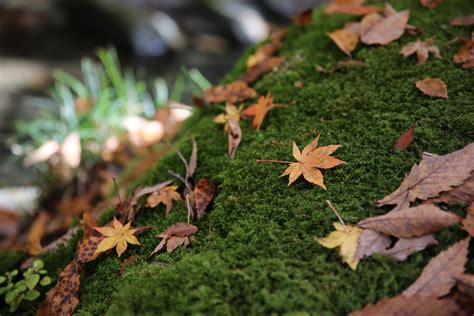 fotos gratis árbol césped rama planta hoja flor musgo otoño