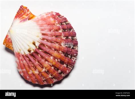 Flat Lay Royal Mantle Scallop Or Pecten Pallium A Beautiful Bivalve