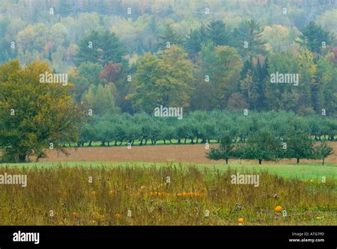 Stock Image Of Apple Orchard And Forest Along With Farmers Field During