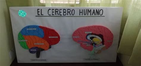 Maqueta Sobre El Cerebro Humano MercadoLibre