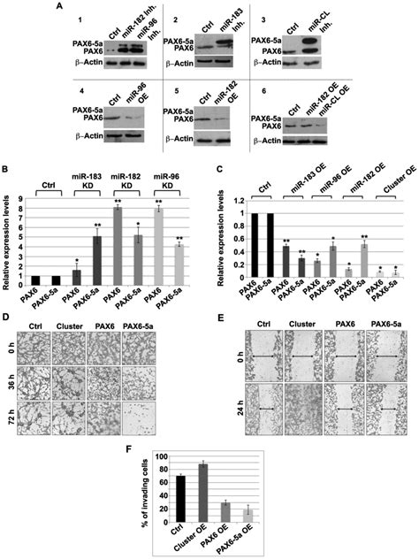 Interaction Between Transcription Factors Pax6pax6 5a And Specific