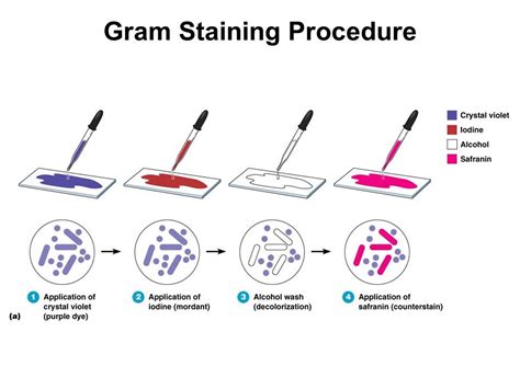 Gram Staining Well Explained Updated Laboratory Free Download Nude