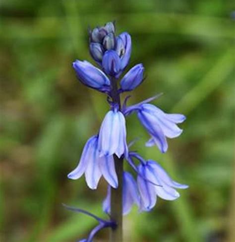 Bluebells Spanish