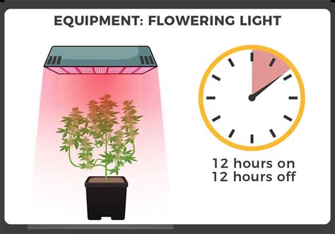 Perpetual Harvest: How to Maintain and Grow Unlimited Weed!