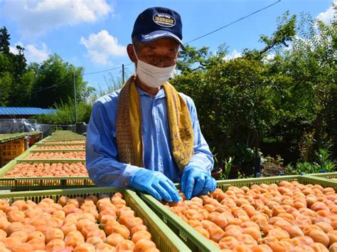 梅の天日干し始まりました 農産物情報 Jaいるま野