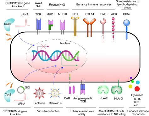 Advancing Cell Based Cancer Immunotherapy Through Stem Cell Engineering
