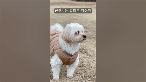 친구찾는 말티푸 강아지 Youtube