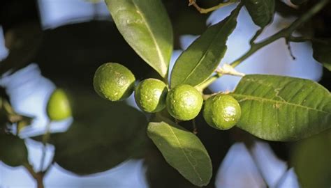 How To Grow Kaffir Lime Trees Indoors Ehow Uk