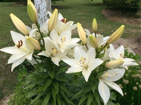 White Lilies Beautiful Flowers White Lilies Plants