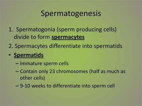 Male Reproductive System Ppt Download
