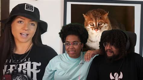 Tiny Cats That Can Swim Lindsay Nikole Reaction Youtube