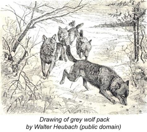 Packing In The Wolves