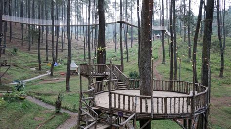 Hutan Pinus Cikole Di Bandung Atourin