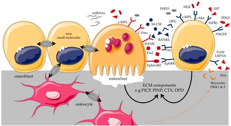 Osteoclast Cell