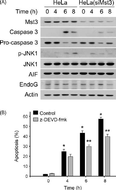 The Role Of Caspase 3 In Staurosporine Induced Apoptosis A Effect Of