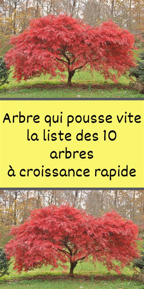 Arbre qui pousse vite la liste des 10 arbres à croissance rapide