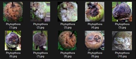 Figure 1 From Using Convolutional Neural Network For Fruit Disease Detection In Machine Learning