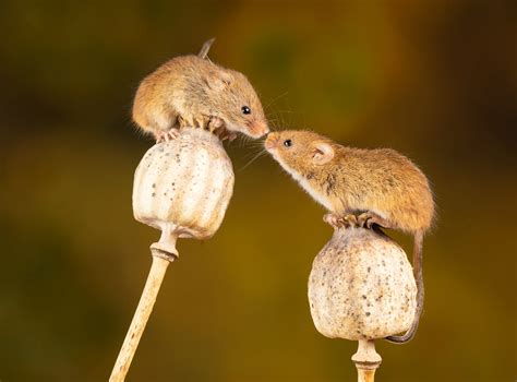 The Equivalent Of Sql Left Join In Python And Its Use In Data Cleaning By Balint Hudecz