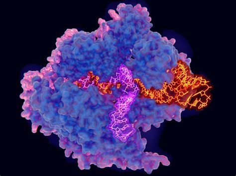 La Nueva Herramienta Crispr Súper Precisa Podría Abordar Una Gran
