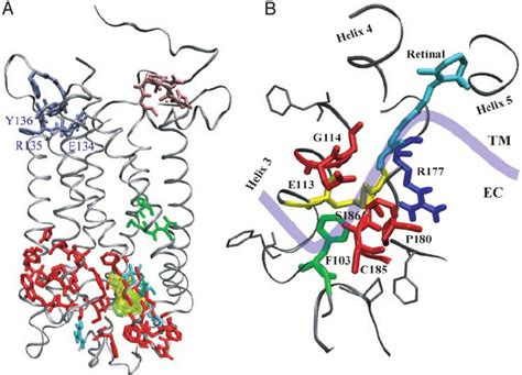 Critical Folding Residues In Rhodopsin A First And Gnm Core Download Scientific Diagram