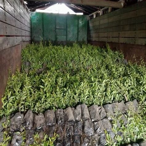 Super Bhagwa Pomegranate Plant At ₹ 40 Piece Pomegranate Plants In