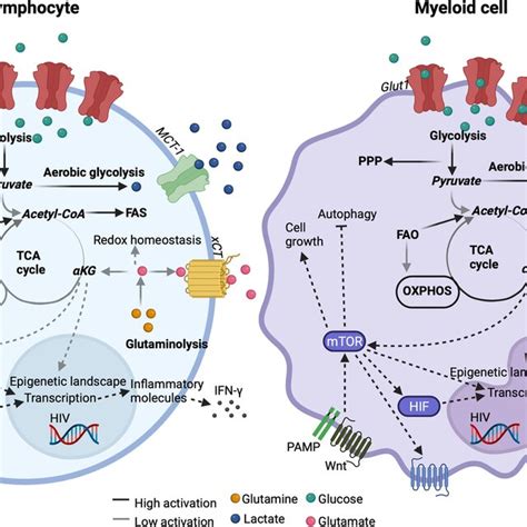 Proposed Metabolic Reprogramming Of T Cells And Myeloid Cells In Plwh