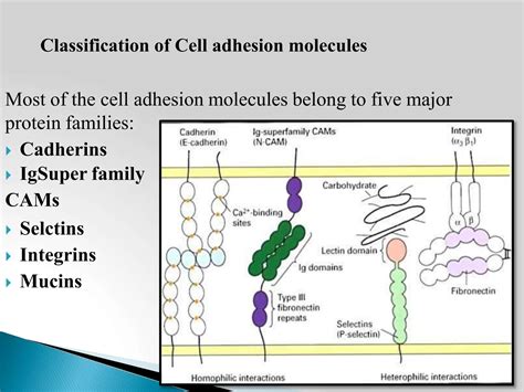 cell adhesion molecules role in inflammation pptx