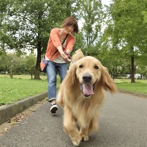 愛犬に引っ張られて散歩してる飼い主さん必見魔法のリード使いいぬのきもちWEB MAGAZINE