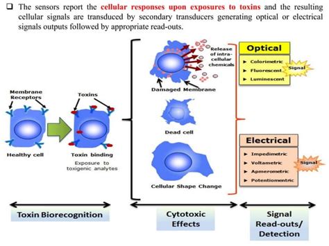 Cell Based Biosensor Lecture 7 Pptx Chemistry Science