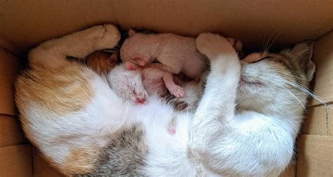 14 любопитни факта за бременността на котките - Котки - DogsAndCats.bg