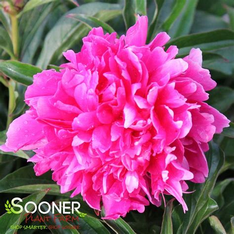 Felix Supreme Garden Peony | Sooner Plant Farm