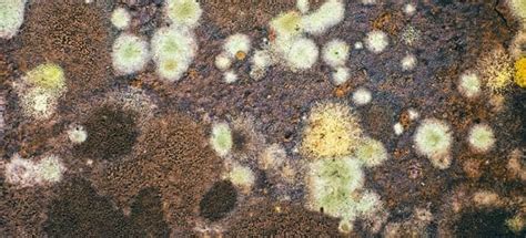 Mold Vs Mildew What S The Difference DoItYourself Com