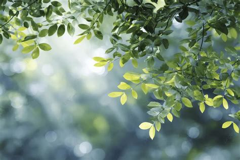 녹색 단풍과 깊이가있는 햇볕에 쬐인 숲 자연 배경 숲 배경 일러스트 및 사진 무료 다운로드 Pngtree