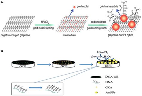 In Situ Grown Graphene Aunp Hybrid Schematics Of Synthesis Of