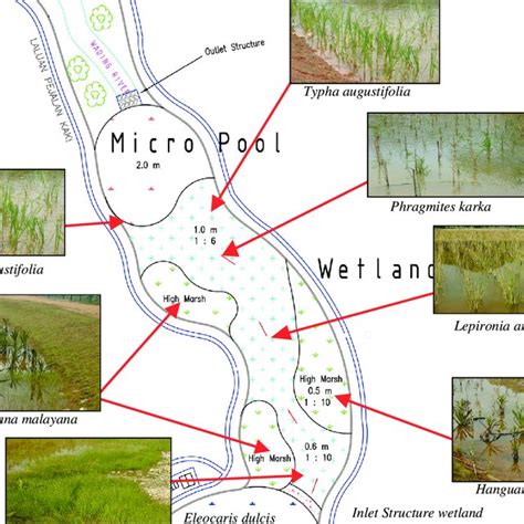 Type Of Macrophytes Planted In Mini Wetland Of Bioecods Download