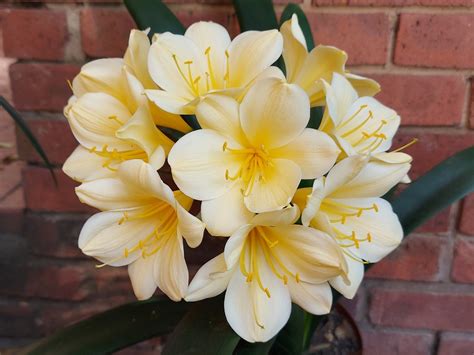 Helios X Appoline Cliviamart Helios X Appoline Cliviamart