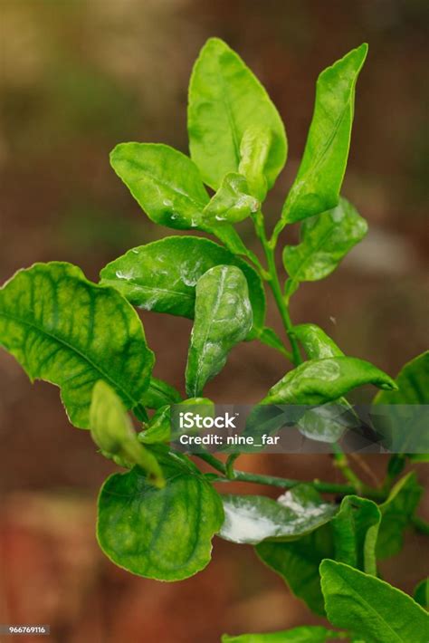 감귤 류 Mealybug 라임 잎에 곤충 해충의 피해 표시 감귤류 과일에 대한 스톡 사진 및 기타 이미지 감귤류 과일 규모