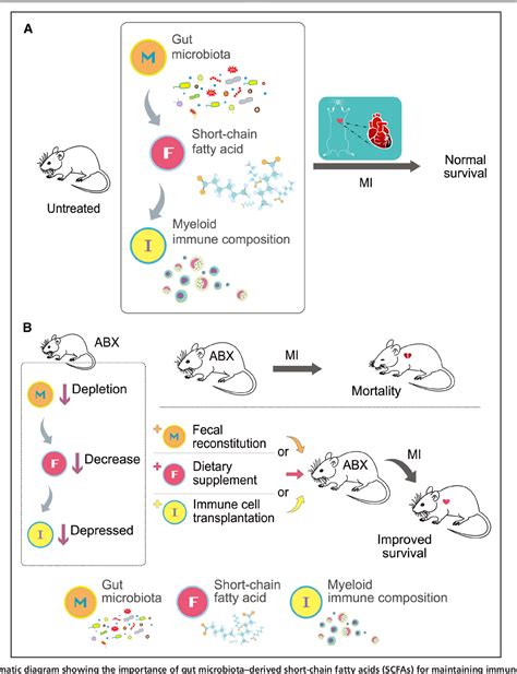 Figure 1 From Loss Of Gut Microbiota Alters Immune System Composition