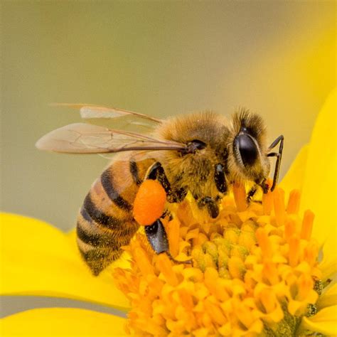 Honey Bee Nature Companion