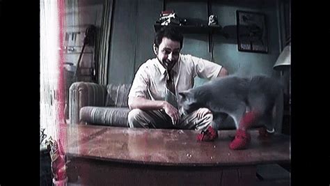 Its Always Sunny In Philadelphia Cat  Find And Share On Giphy