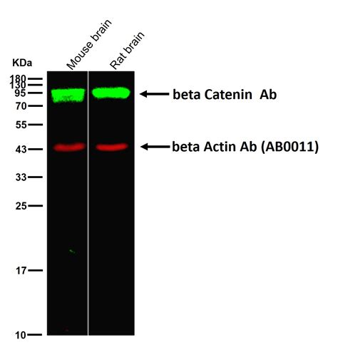 Antibody Products Abways