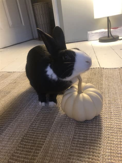 Ty Lees 6 Sisters That Look Like Herfrom The Tales Of Team Avatar