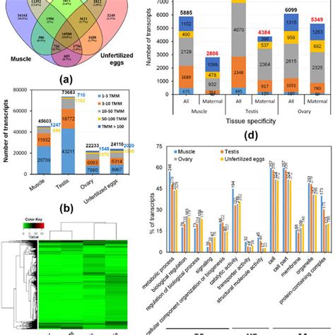 expression analysis of transcripts in different tissues of m