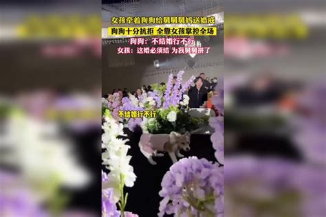 女孩牵着狗狗给舅舅舅妈送婚戒，狗狗十分抗拒，全靠女孩掌控全场